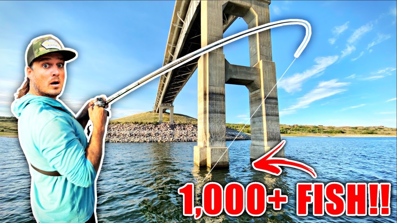 We found mega school hiding under massive bridge