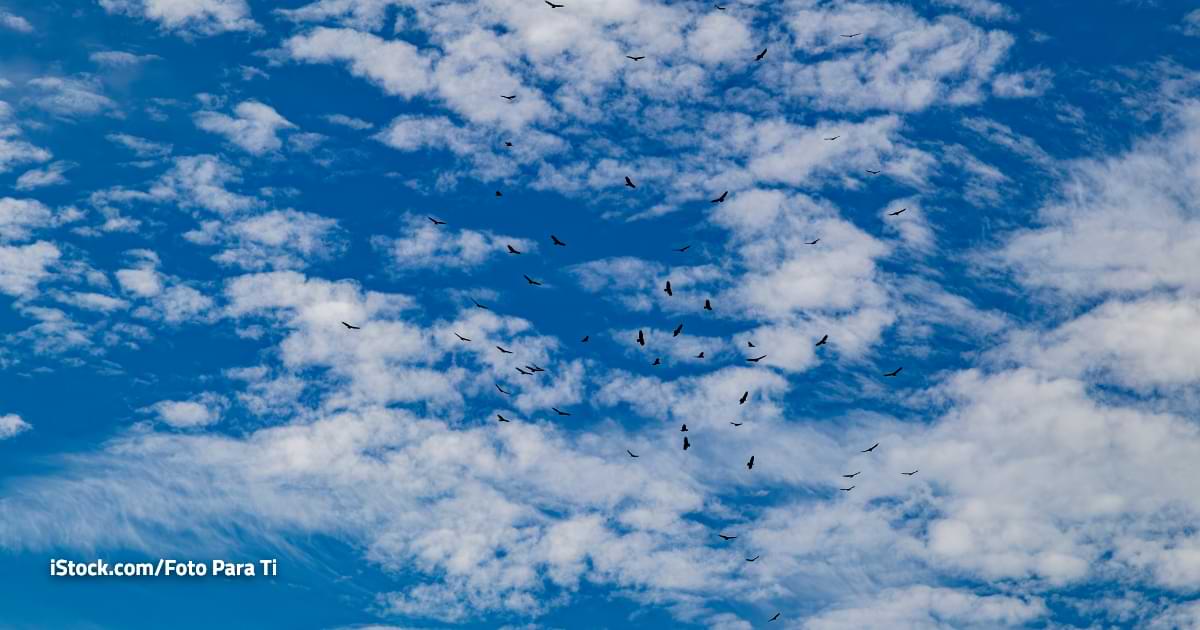 El clima del miércoles 31 de diciembre de 2025 para Torreón