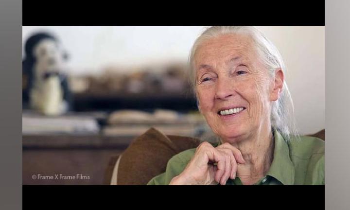 Sebelum Meninggal, Peneliti Simpanse Terkenal Jane Goodall Kecam Manusia