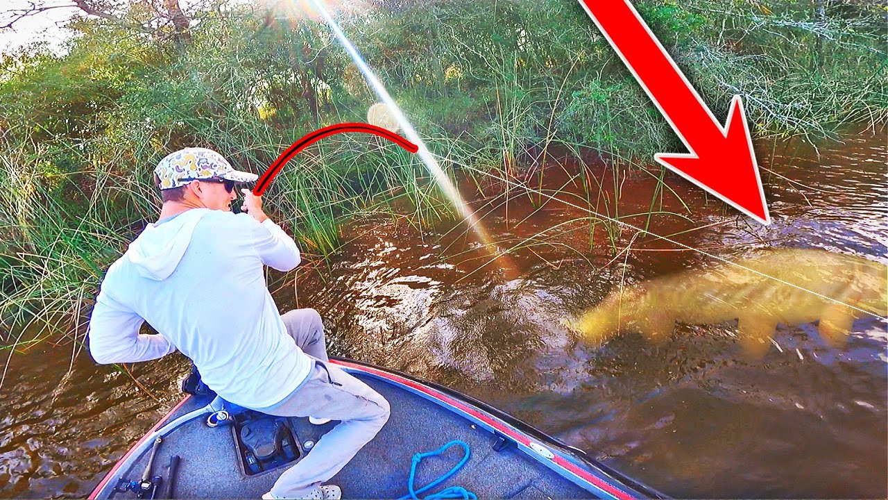 We thought it was a gator turned out to be bigger