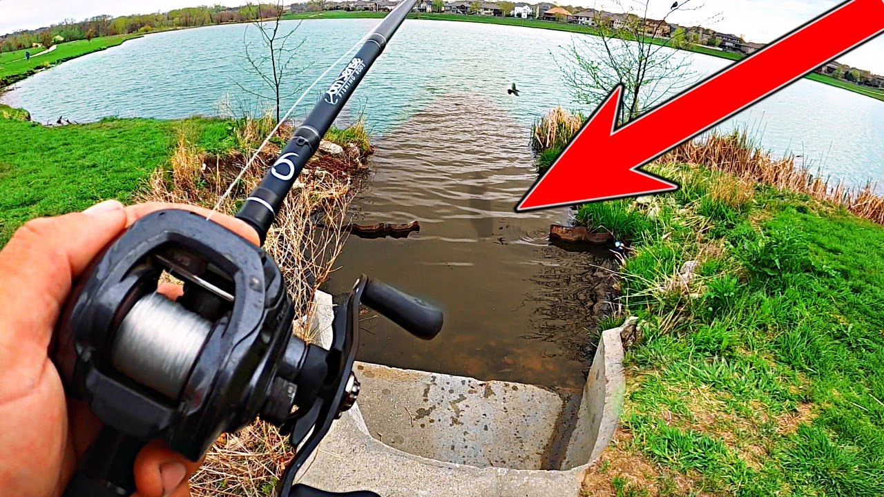 Anglers track giant bass in neighborhood ponds