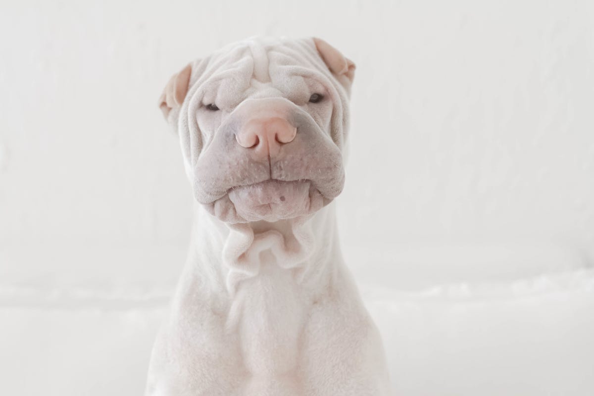 17 unexpected dog breeds for people who love cats