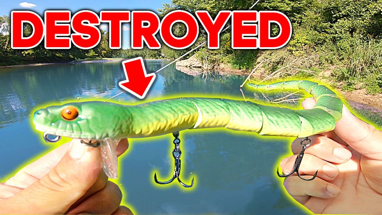Topwater snake lure destroyed by angry river fish