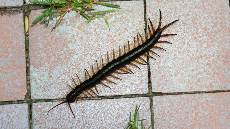 The Unexpected Reason You Should Never Squash A Centipede In Your Home