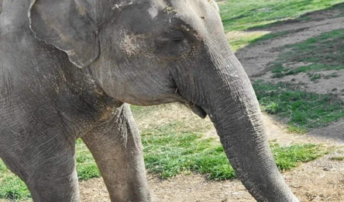 Elephant Electrocuted in Bengaluru District: Forest Officials Report