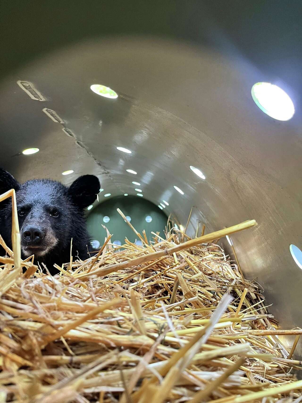 DEC: Bear cub kept in dog crate released back into wild