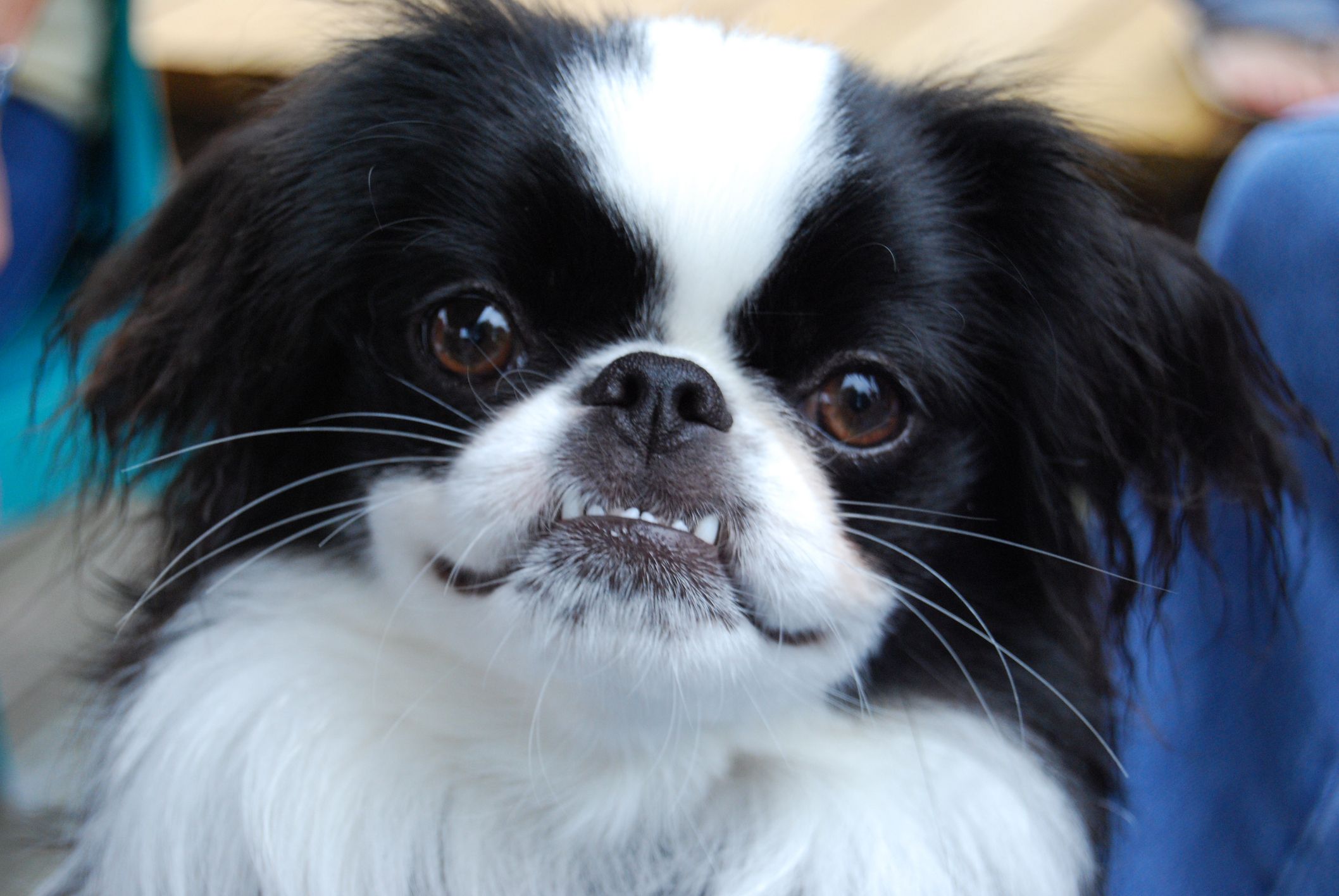 17 unexpected dog breeds for people who love cats