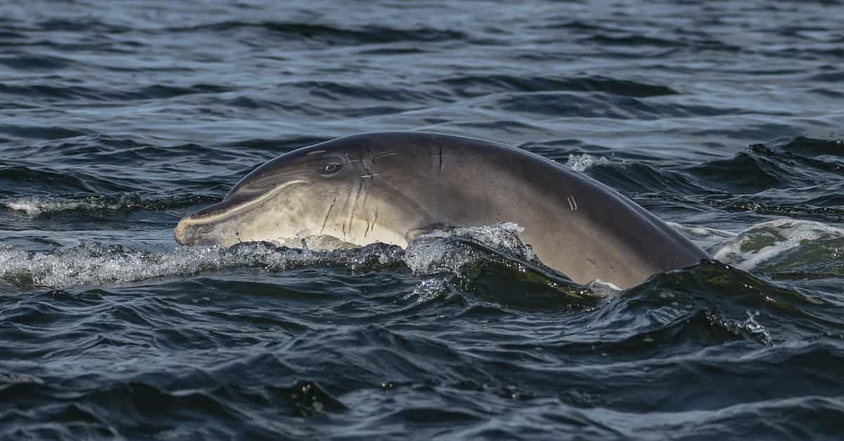 Animals that kill for no reason