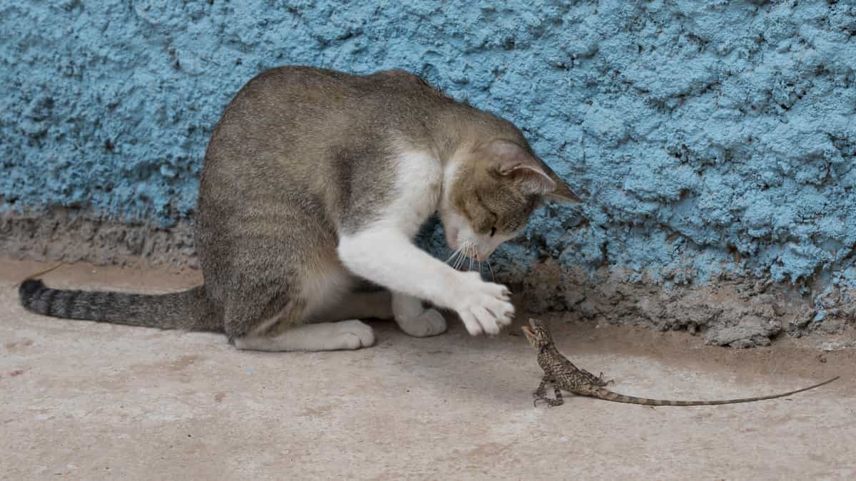 Animals that kill for no reason