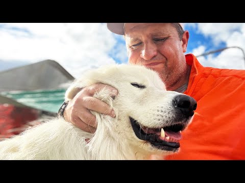 My guard dog faced a major health scare on the farm