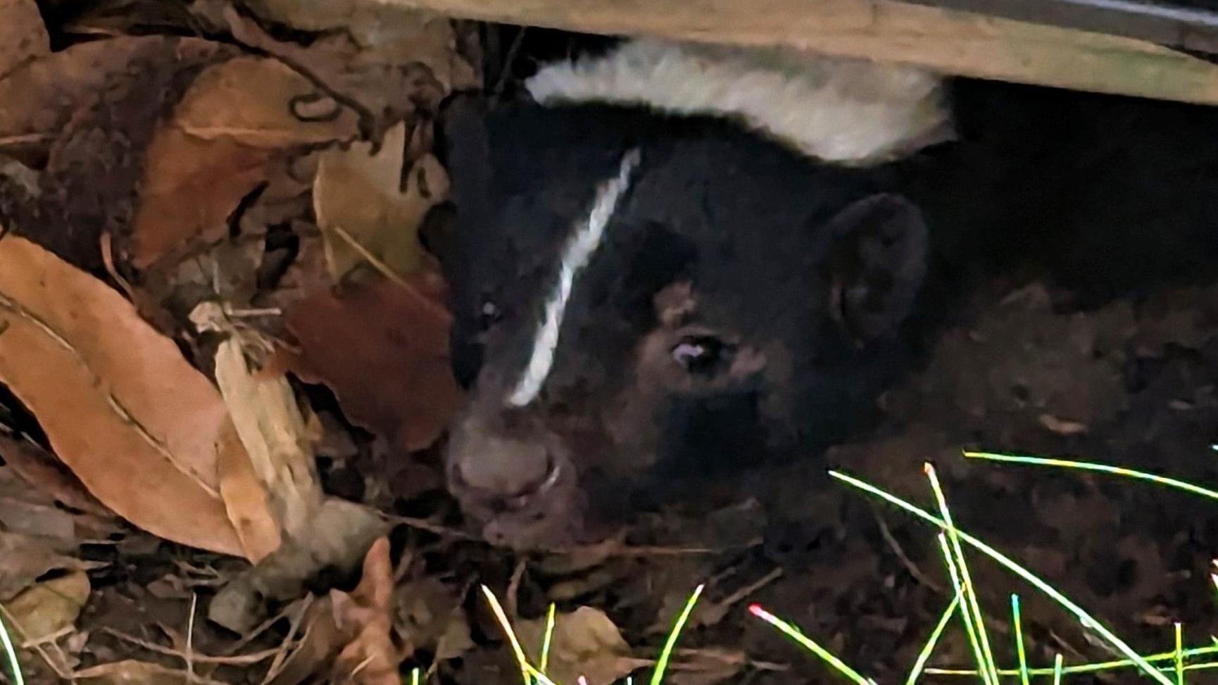 Owner's relief after runaway skunk rescued... again