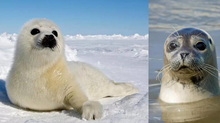 The whiskered hunters: How seals use their sensitive whiskers to track ...