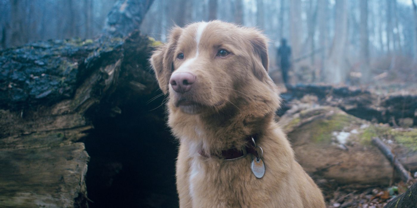 After Positive Reviews, Good Boy Finally Sets Streaming Release Date