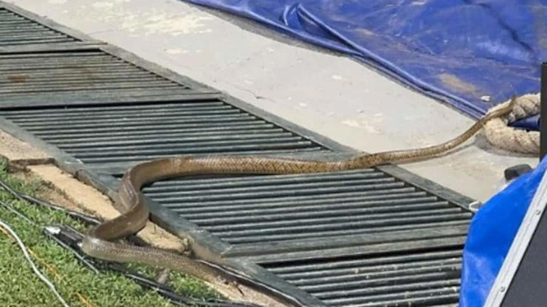 Snake on a field: Reptile greets Harmanpreet & co during practice ahead ...