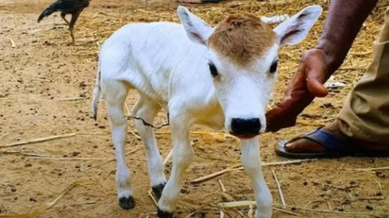 Meet the world’s smallest cows and why farmers love them