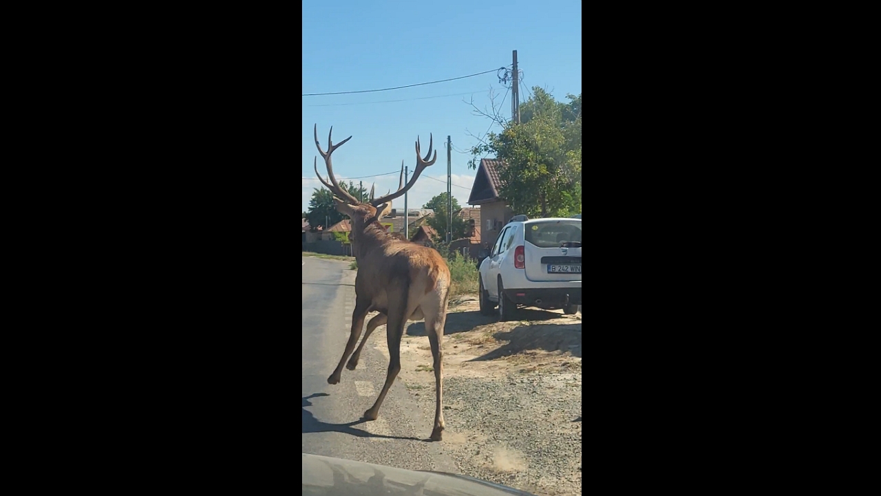 Red deer spotted wandering through residential area in Borcea, Romania