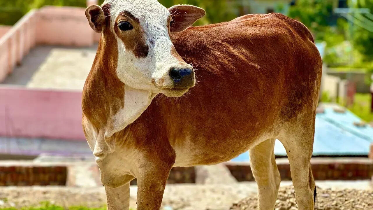 Meet the world’s smallest cows and why farmers love them