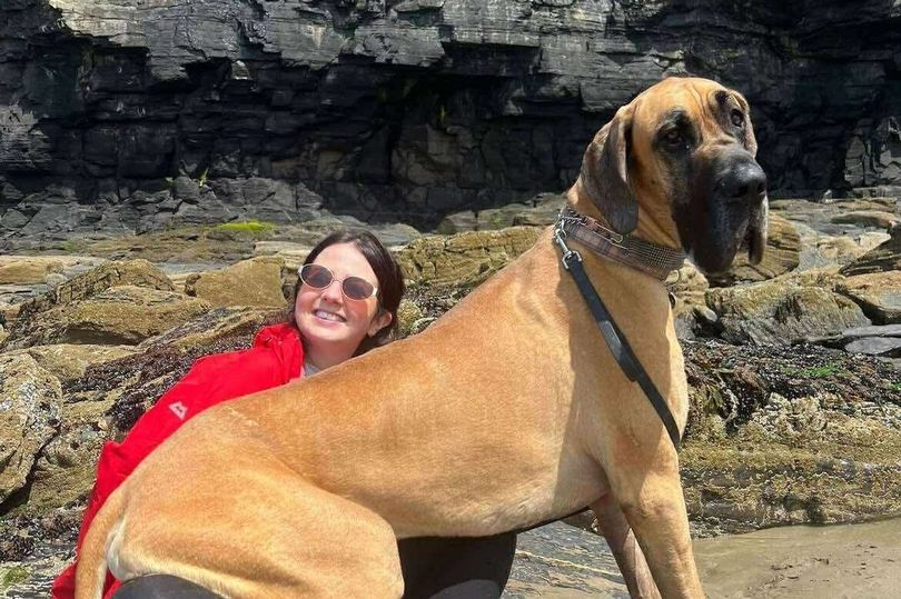 Couple fork out £380 a month on 11st 6lbs 'pony-sized' dog too big for ...