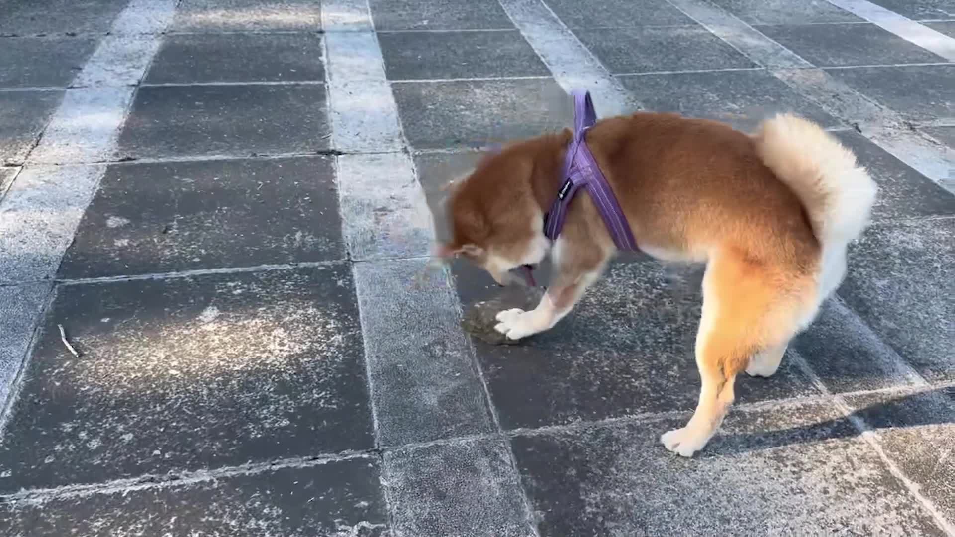Funny Dog Clips Compilation
