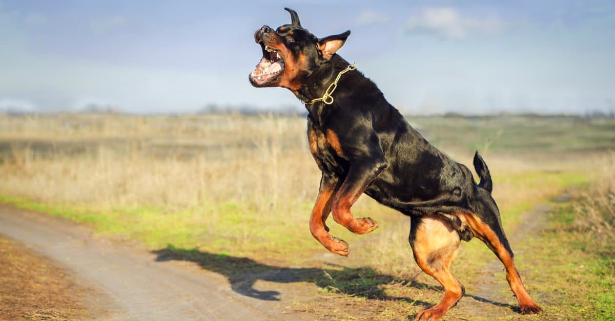 Considering a Pet? Avoid These Dog Breeds Known for Their Aggression