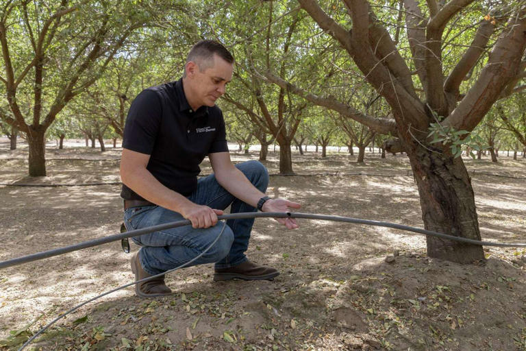 ‘They're everywhere': Rodent boom overwhelms California farms