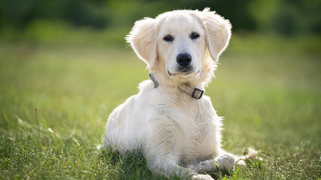 Dog doesn't want boy to go home after playing
