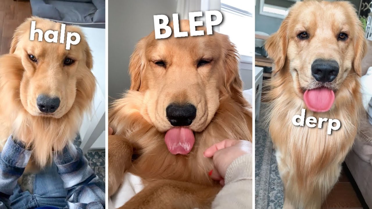 Golden Retriever Does Funny Things