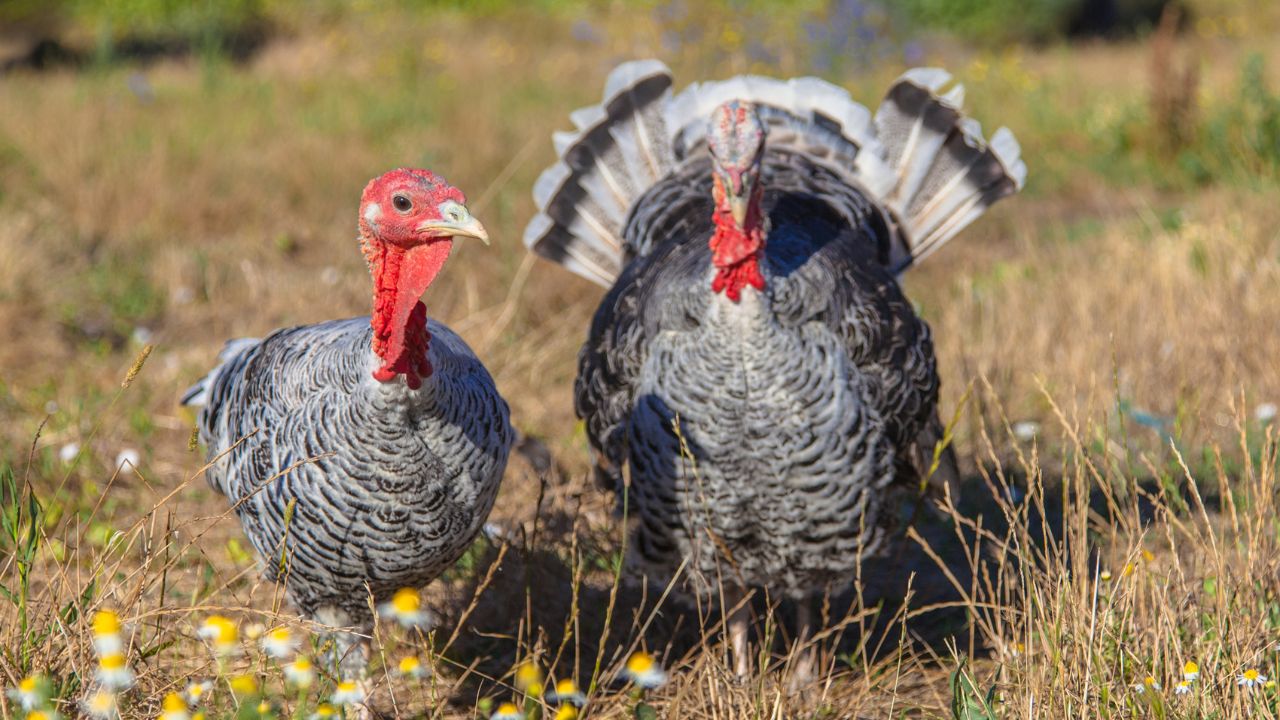 Texas quietly changed turkey rules again—what’s different for spring ...