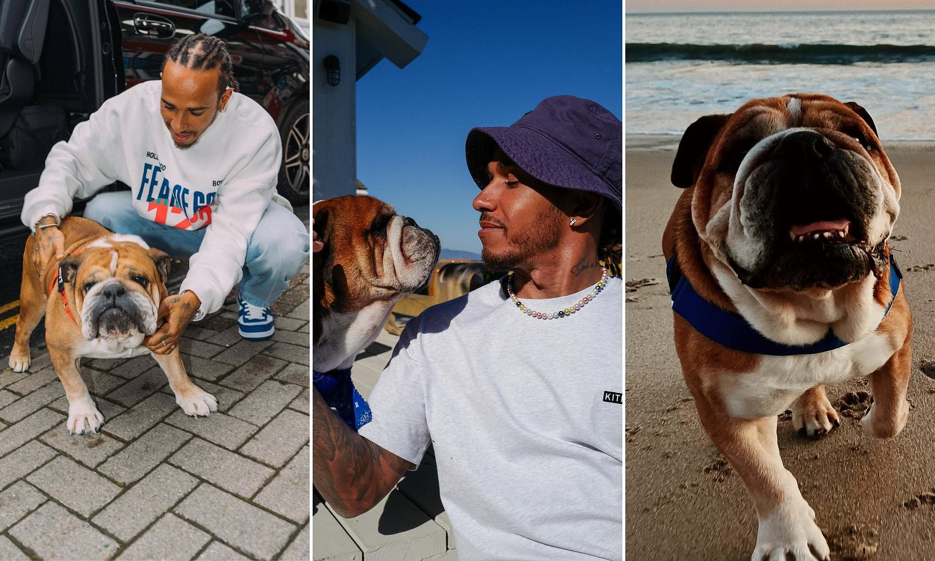 Hamilton's life after Roscoe: F1 icon prepares for race in Singapore ...