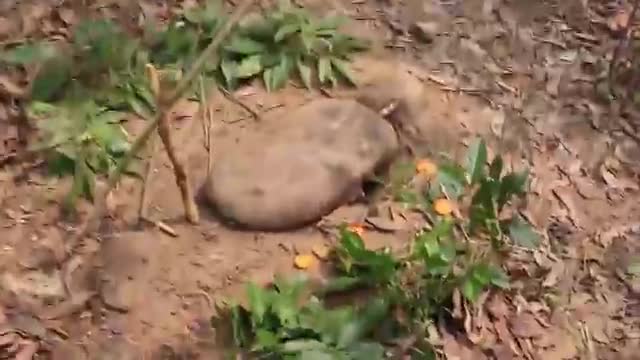 Primitive technology: Simple rabbit trap in the forest