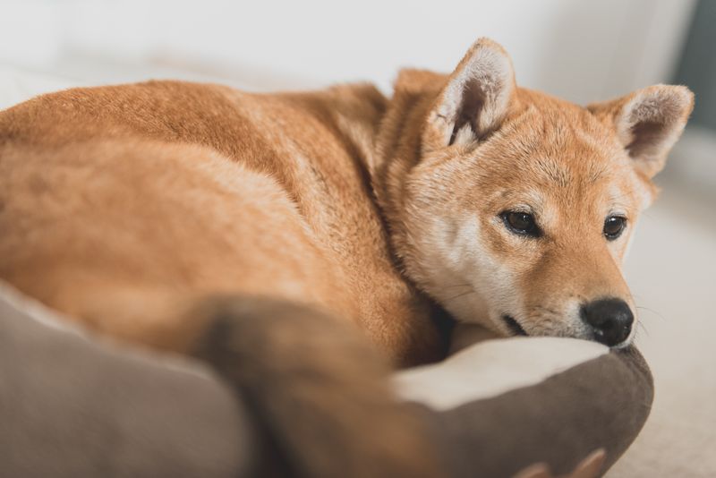 26 Dog Breeds Known for Their Independence and Need for Personal Space