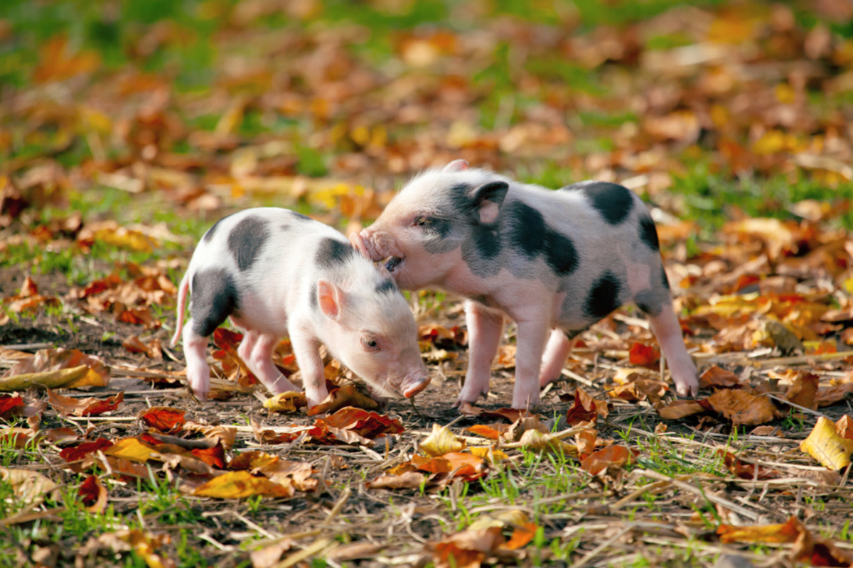 Farmer Shares Her Piglets’ Morning Routine and It’s Total Cuteness Overload