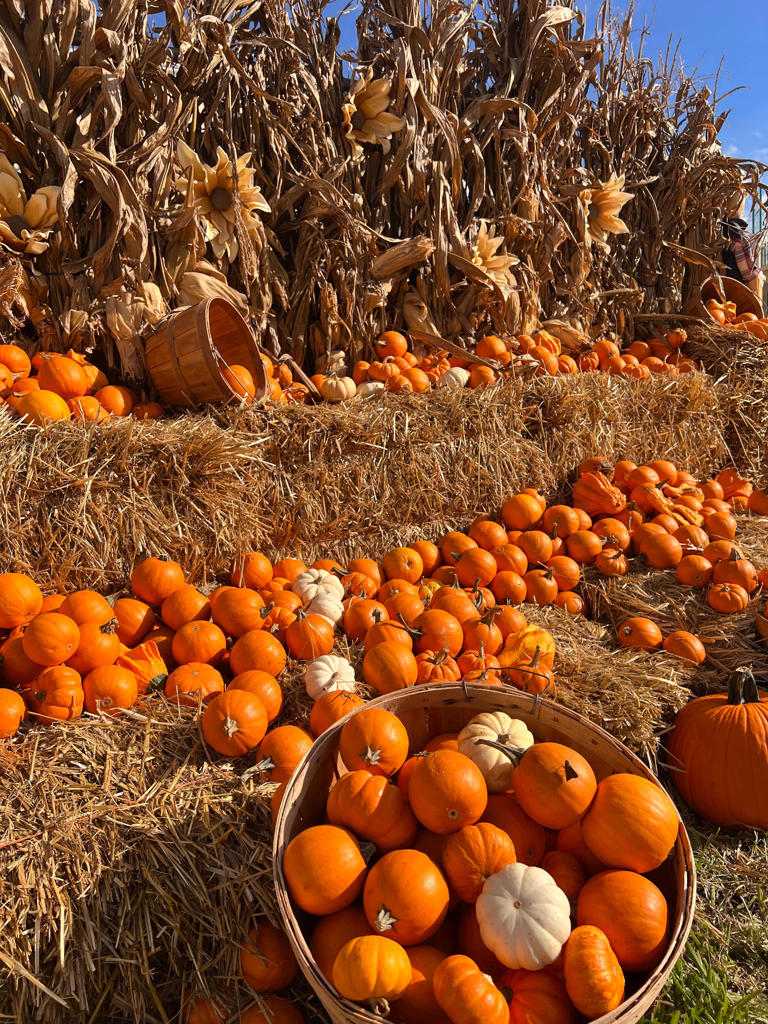 Find your perfect pumpkin at plenty of patches, events throughout Palm ...