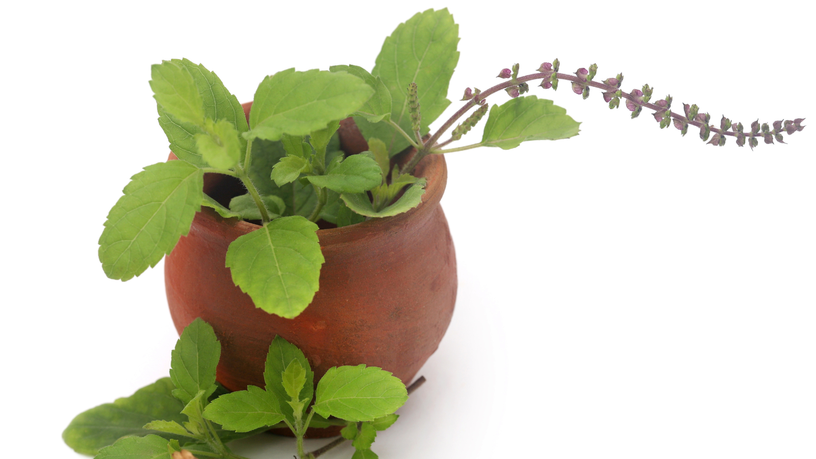 Tulsi Or Holy Basil? Here’s The Botanical Name You Should Know