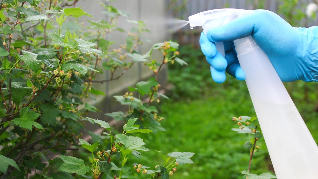 10 "Miracle" Garden Hacks That Actually Do More Harm Than Good