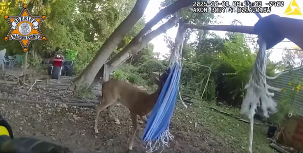 Deer Tangled In Hammock Freed By Macomb County Officers This Was