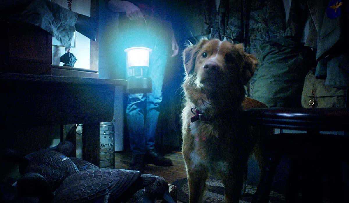 'Offensive' – Astra Awards in hot water after canine takes acting trophy