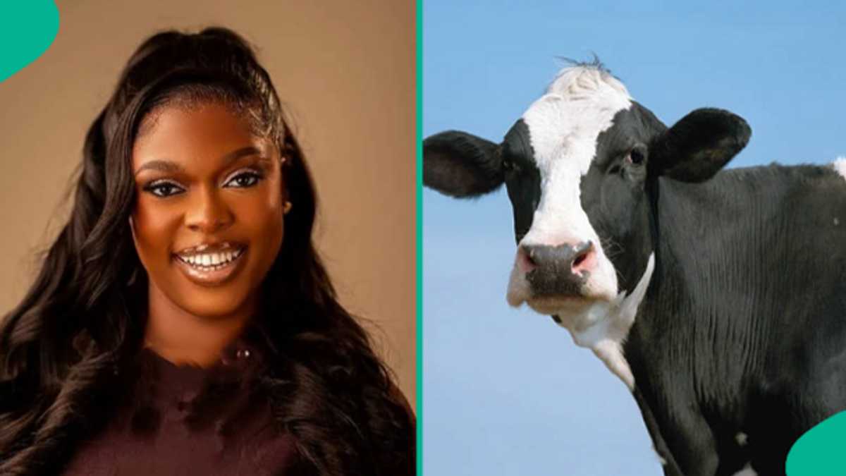 Lady expresses pain over whopping amount she paid for just 1 cow: "Omo"