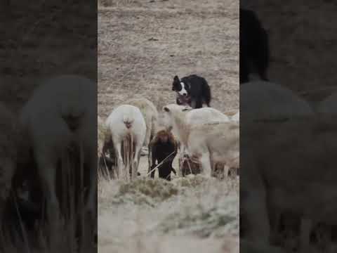 Border collies and Australian cattle dogs