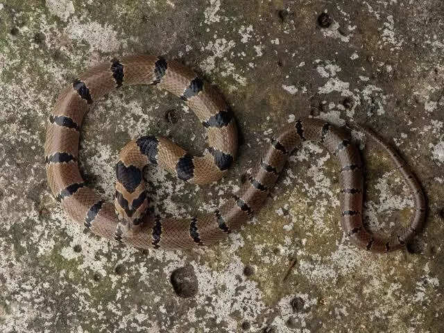 Snake given CPR by ‘sarpa mitra’