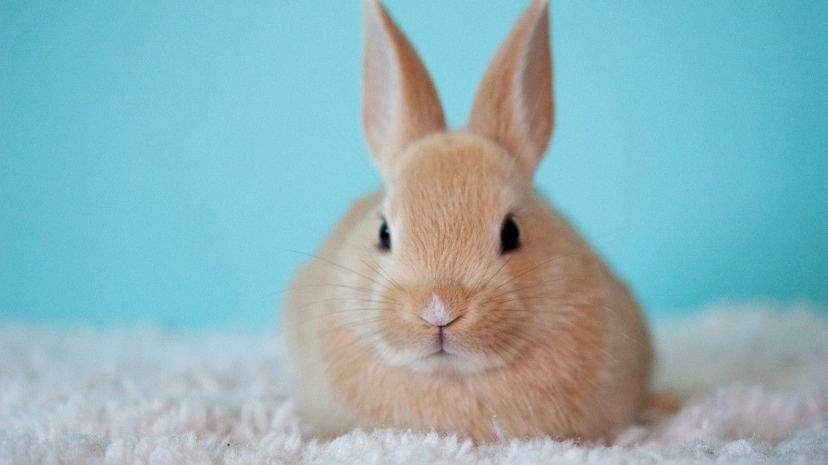 Lo que nadie te dice sobre tener un conejo como mascota: todo lo que ...