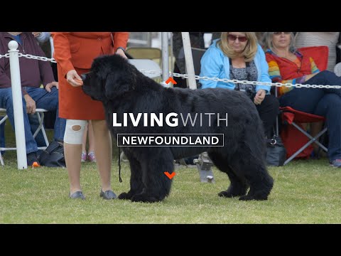 I'm a Newfoundland Dog Owner and Here's What I Wish I Knew
