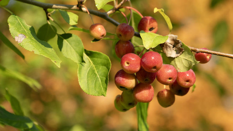 The Downside To Growing Your Own Apple Tree That You Should Consider
