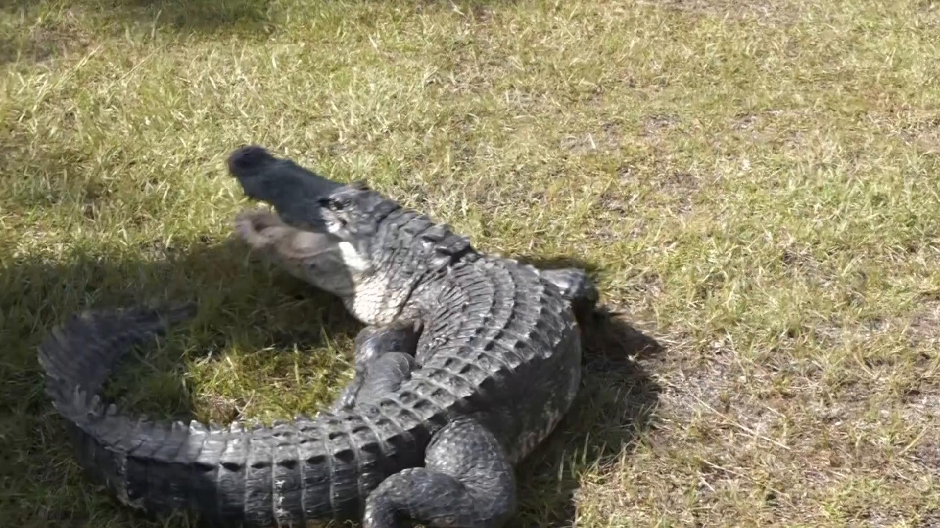 Florida Alligator Festival celebrates tradition of alligator wrestling ...