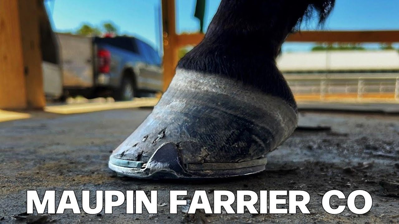 Extremely clubbed hoof restoration | Maupin Farrier Co | Farrier ASMR ...