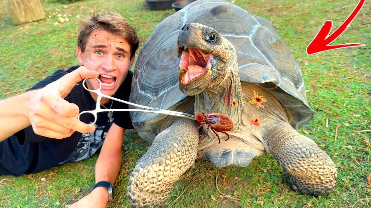 How I saved my animals from parasites