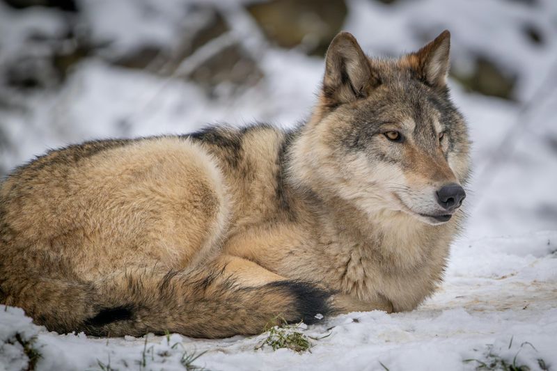 5 Of The Largest Wolves Roaming The United States