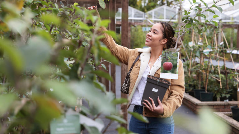 The Downside To Growing Your Own Apple Tree That You Should Consider