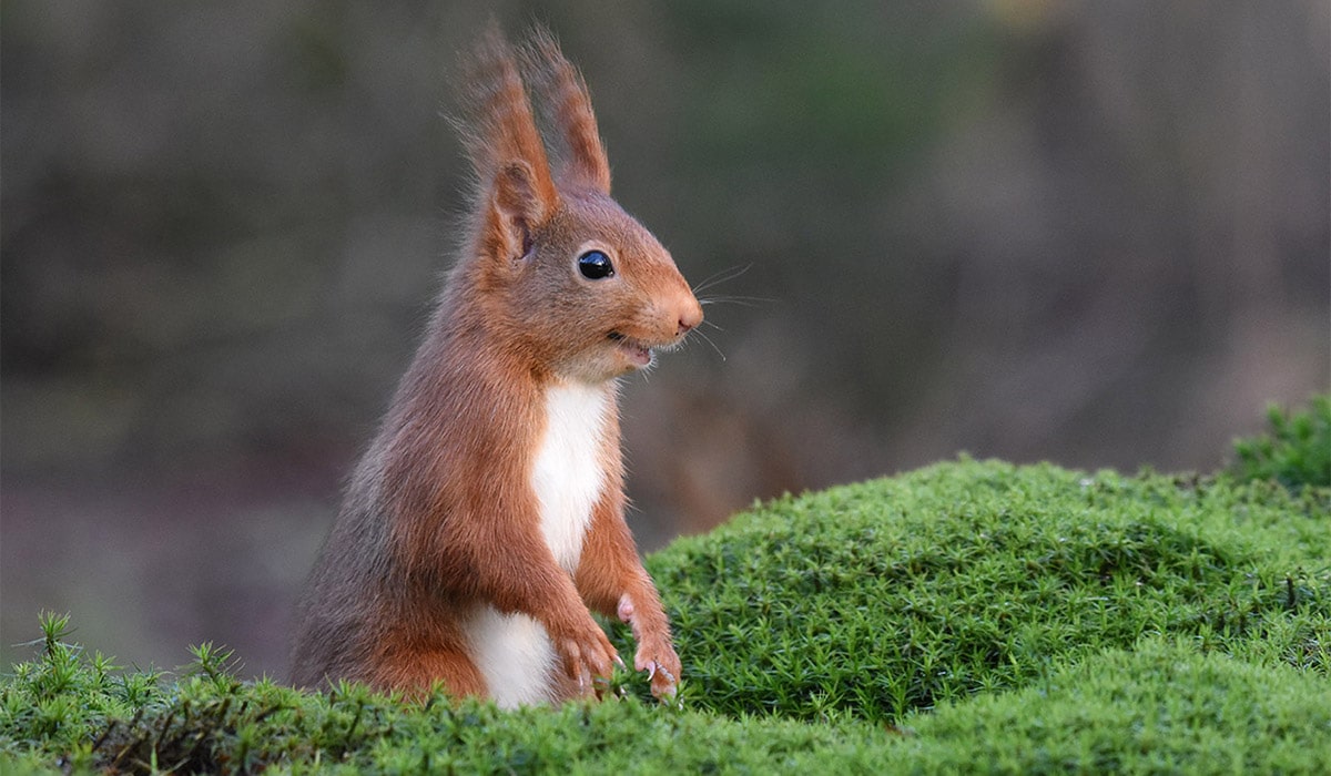 Psycho squirrel puts two people in hospital as city lives in fear of ...