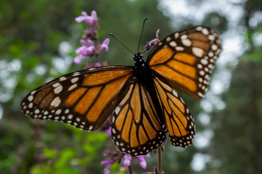 Discover the beauty of butterflies at Springs Preserve exhibit